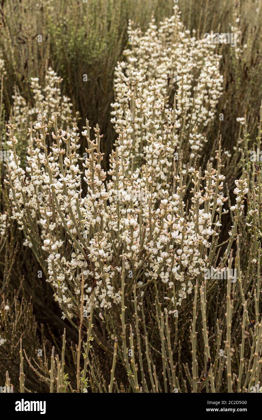 Spartocytisus supranubius, white broom, retama, flowering in the Las ...