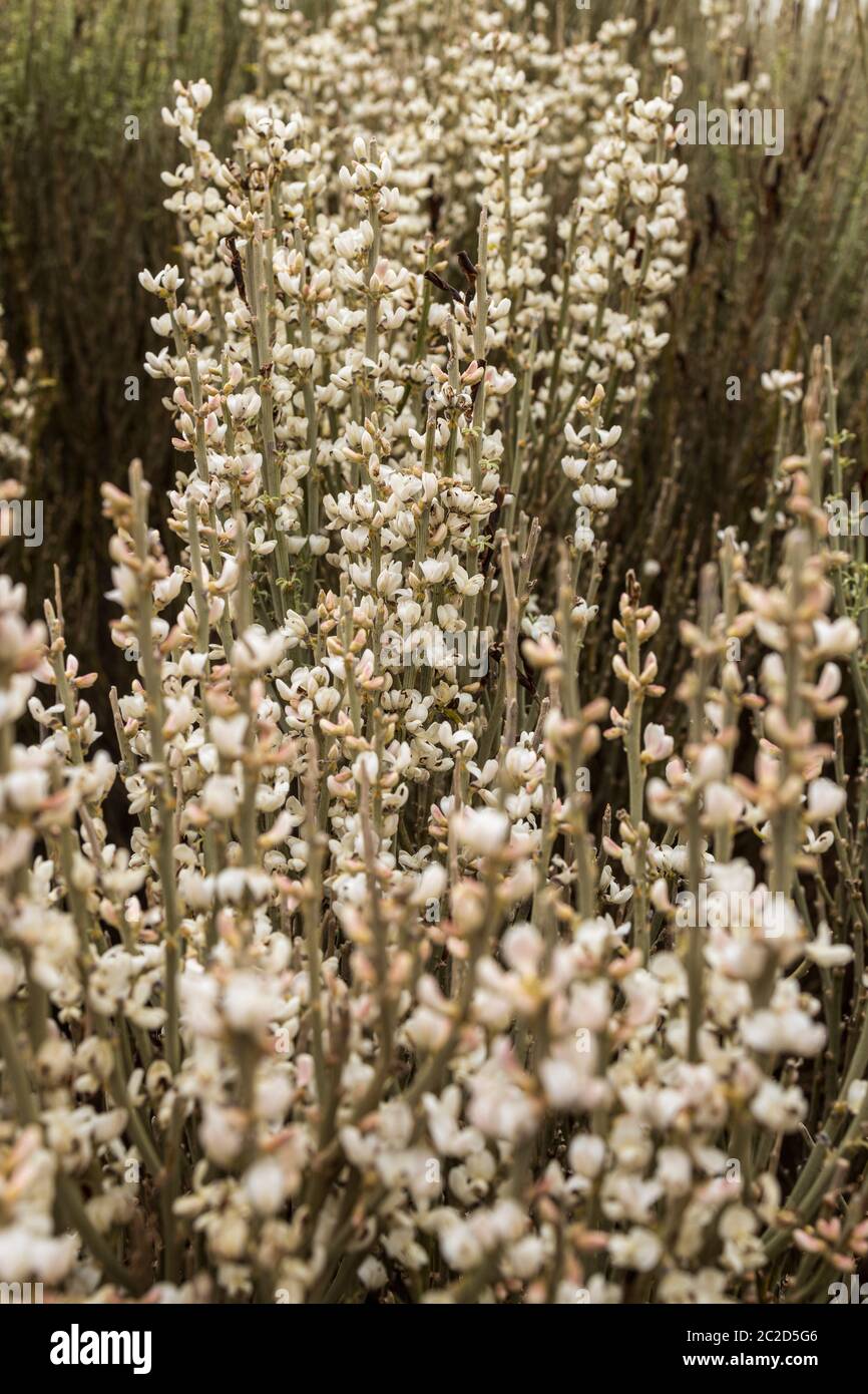 Spartocytisus supranubius, white broom, retama, flowering in the Las ...