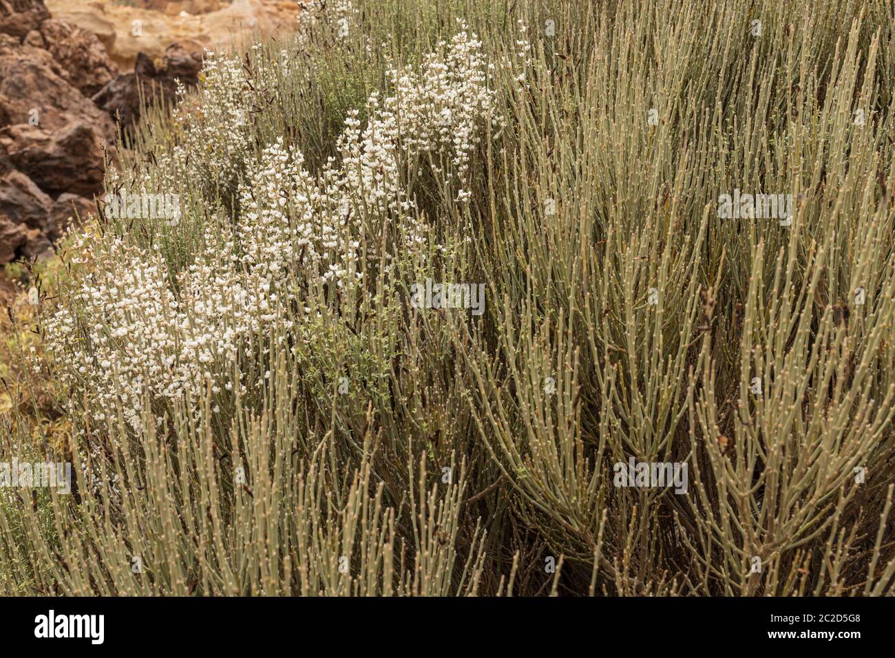 White broom hi-res stock photography and images - Alamy