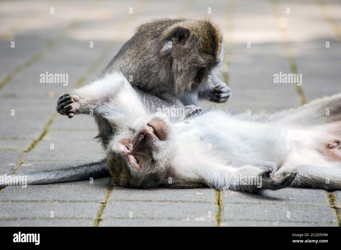Monkeys on cleaning each others, removing parasites to each other,pick ...