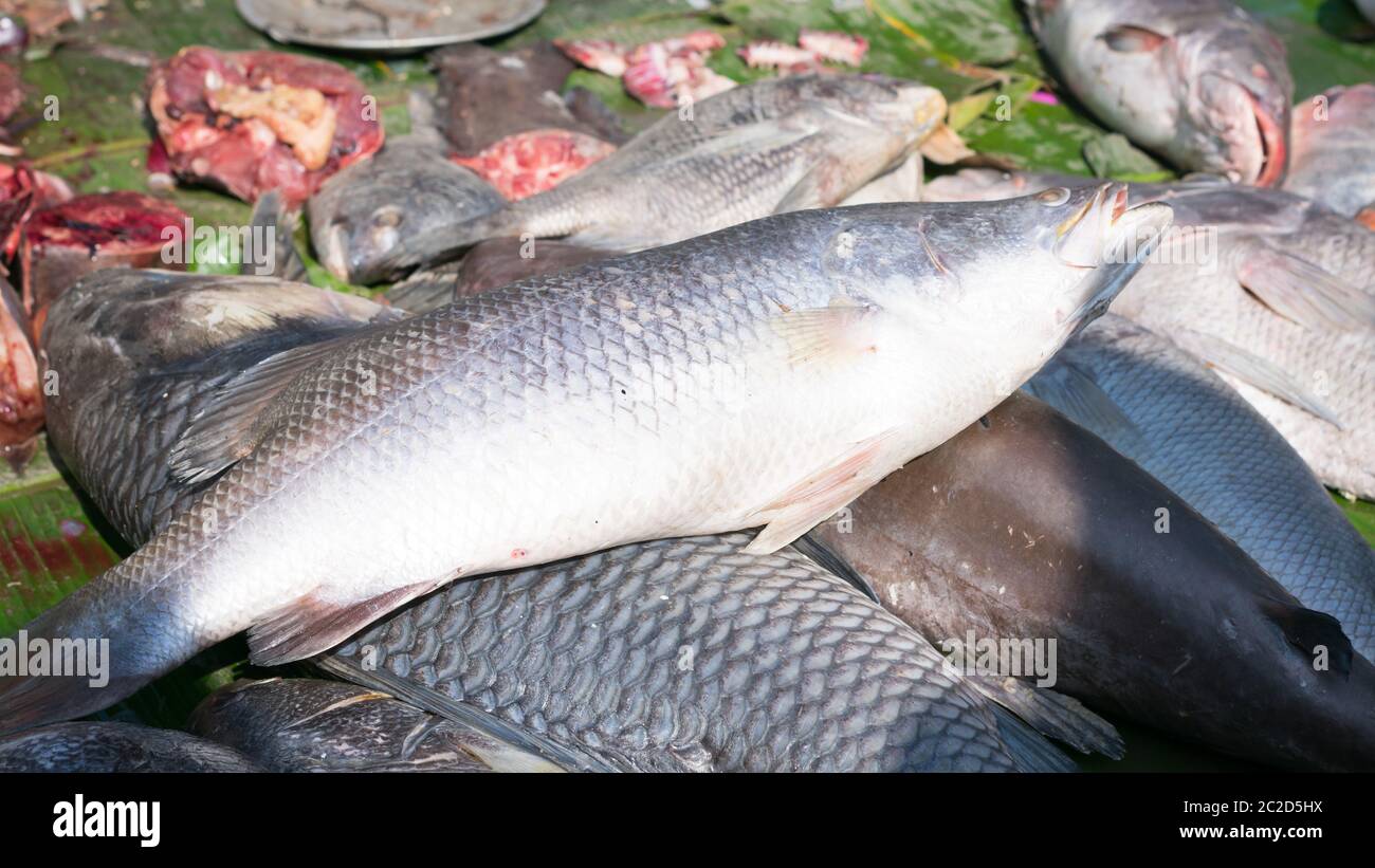 Fish market, sea fish display on a fish market retail sales counter in ...