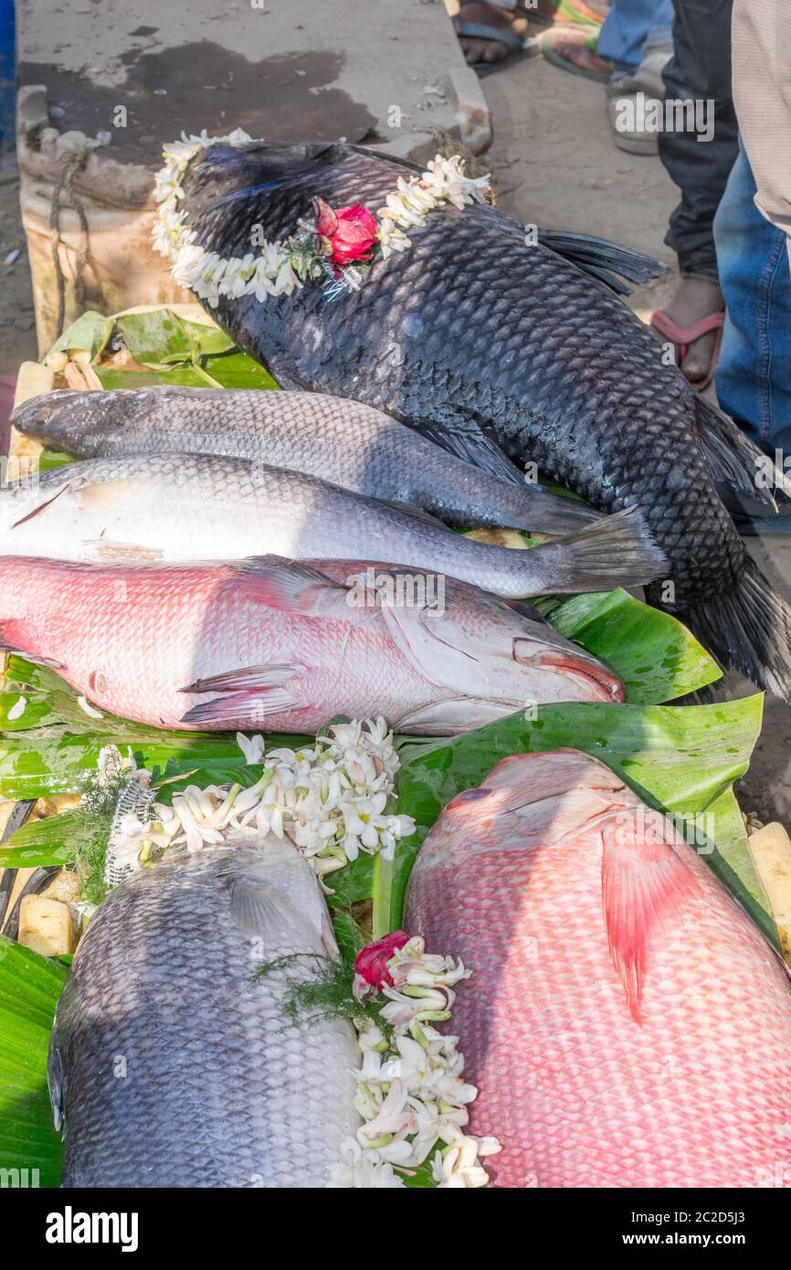 Fish market, sea fish display on a fish market retail sales counter in ...