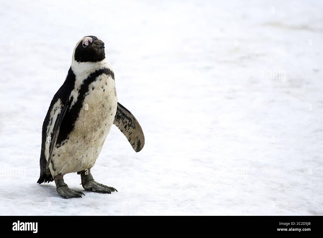 Penguin in snow hi-res stock photography and images - Alamy
