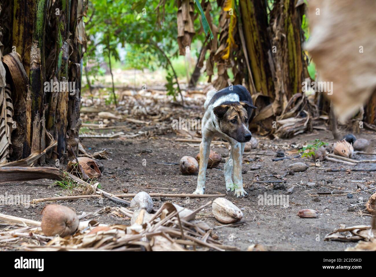 stray dog in rainforest, dog in jungle , wild dog in Asian forest ...