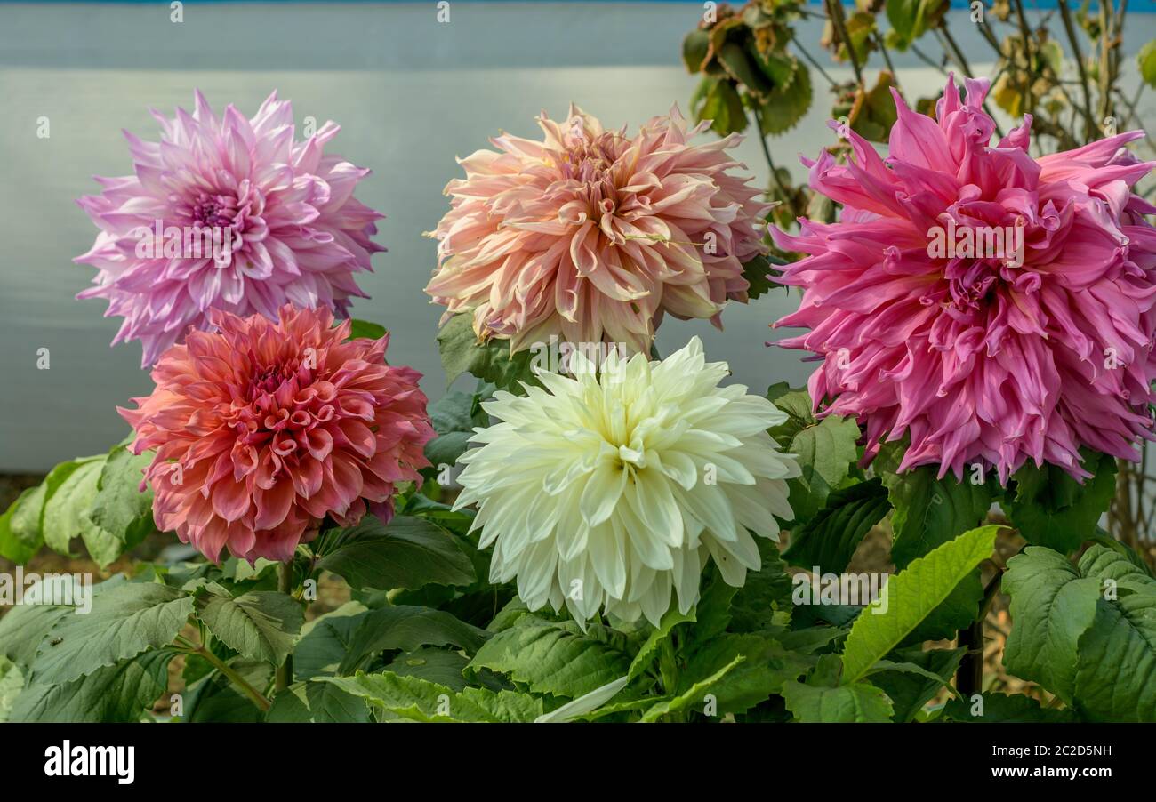 Guldavari flower hi-res stock photography and images - Alamy