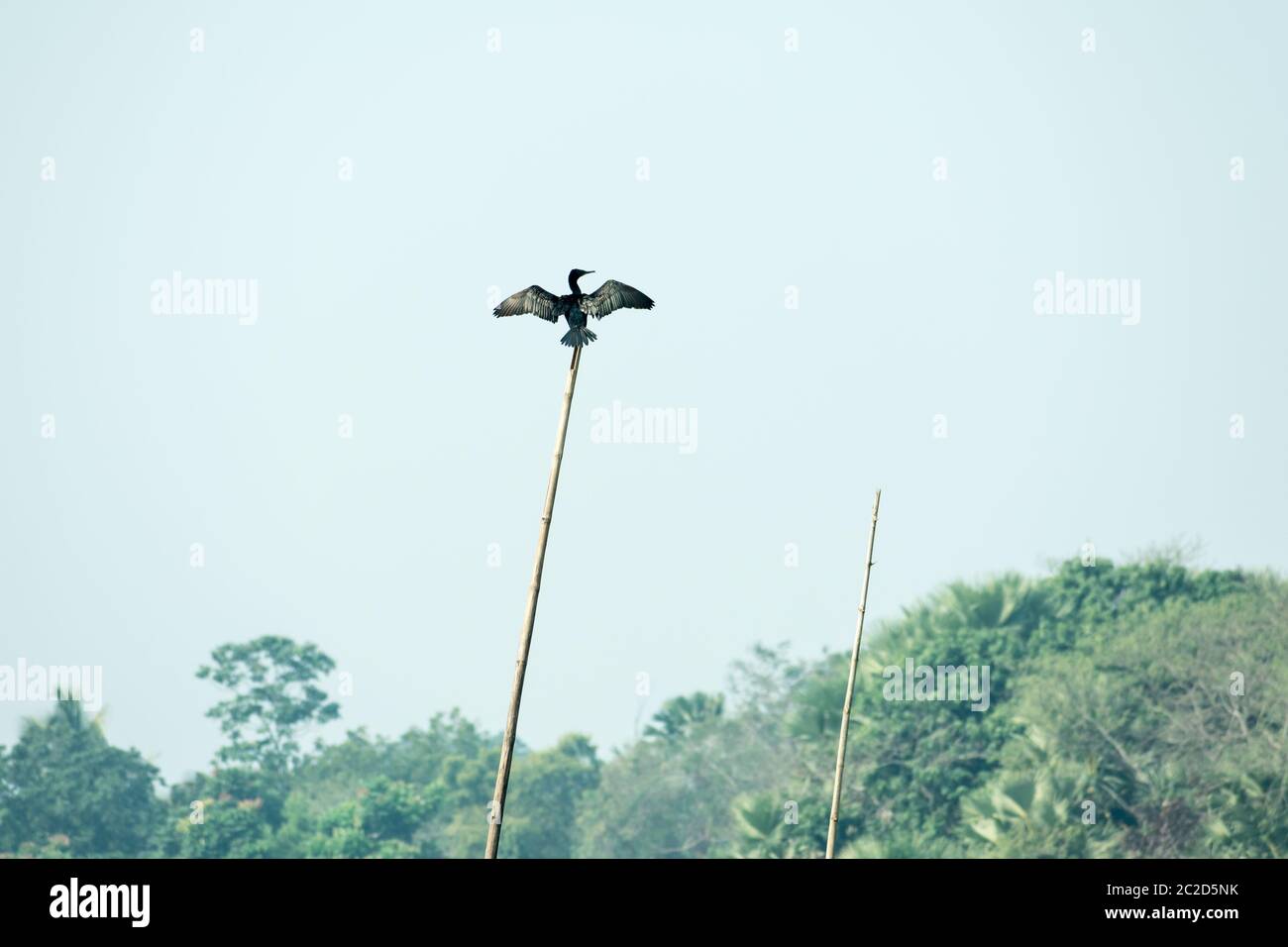 Dove species of india hi-res stock photography and images - Alamy