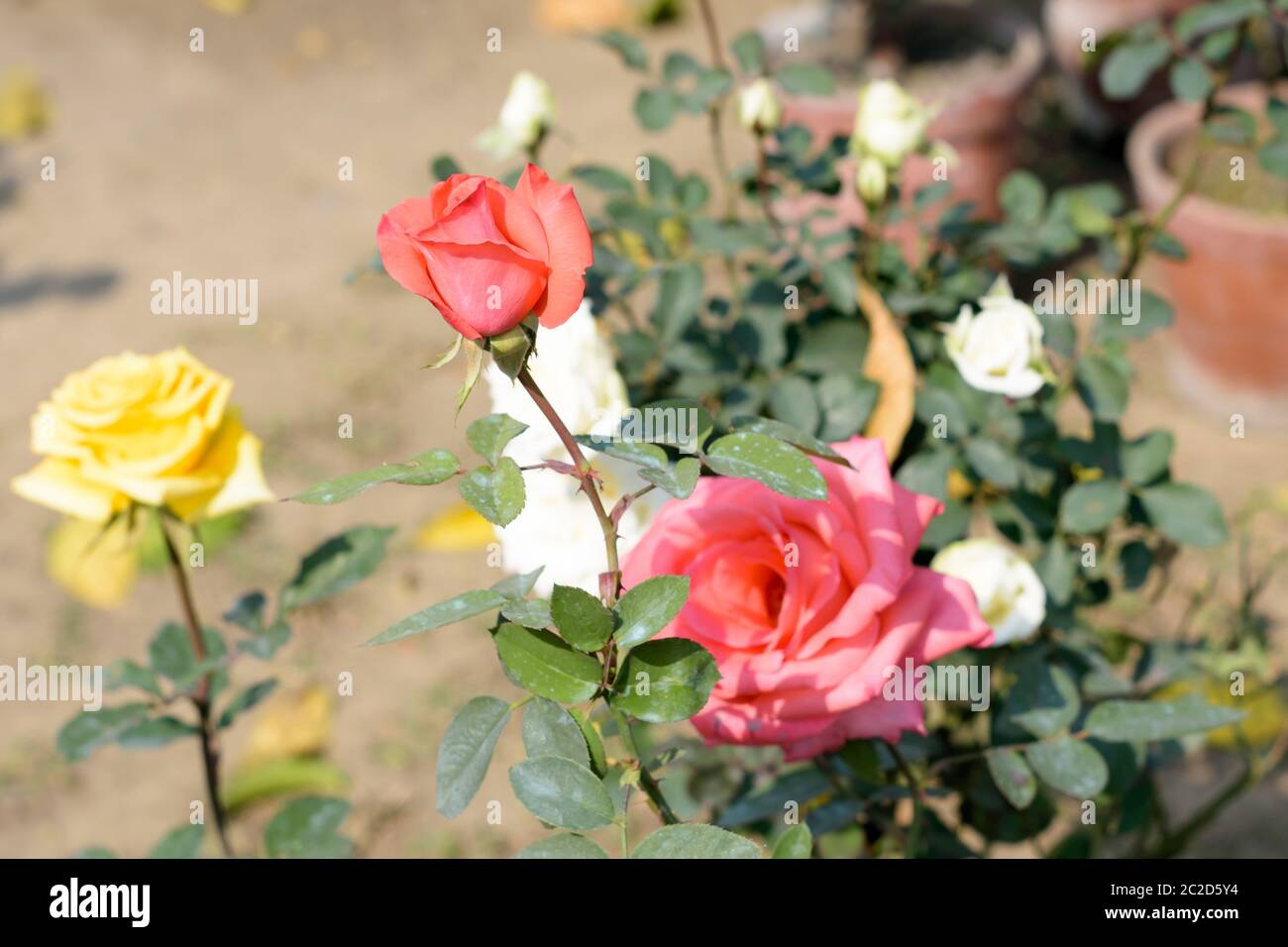 A Red rose is a woody perennial flowering plant of genus Rosa family ...