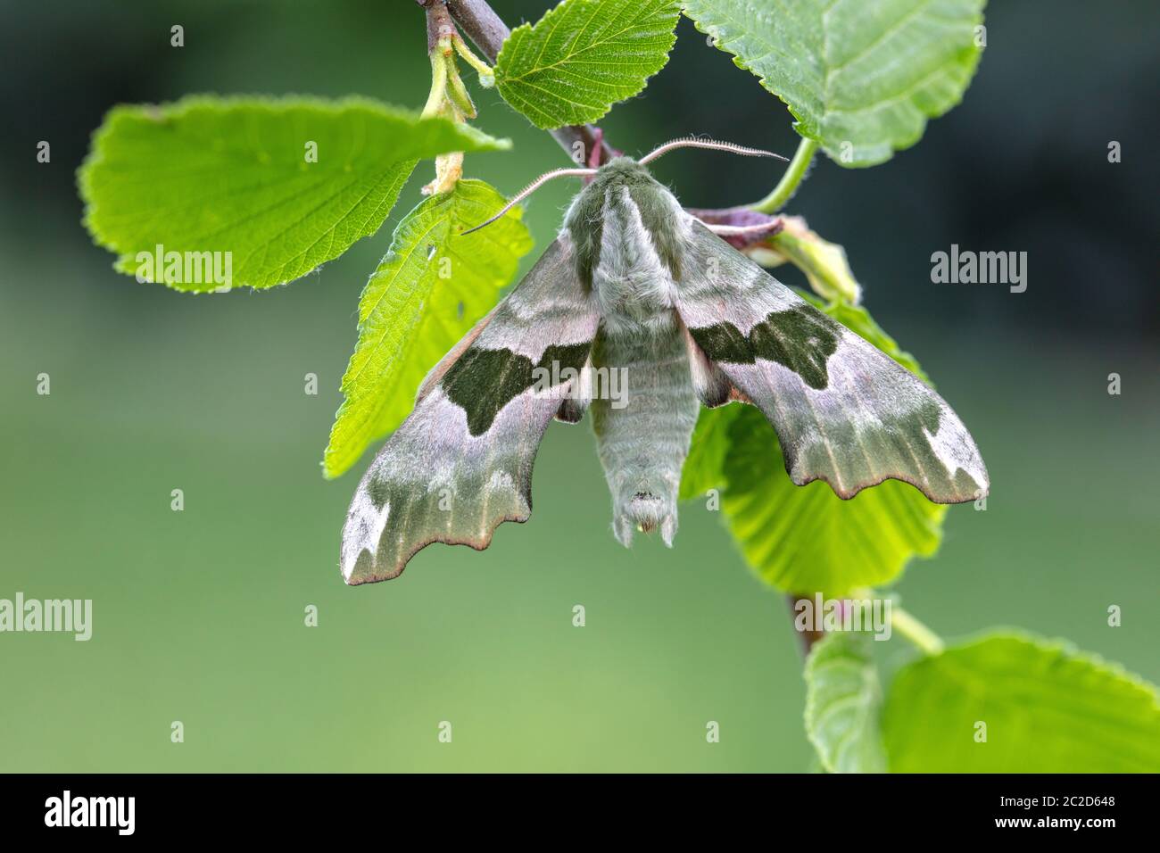 Insect, Moth, Butterfly, Switzerland, Hawk Moth, Mimas tiliae, lime ...