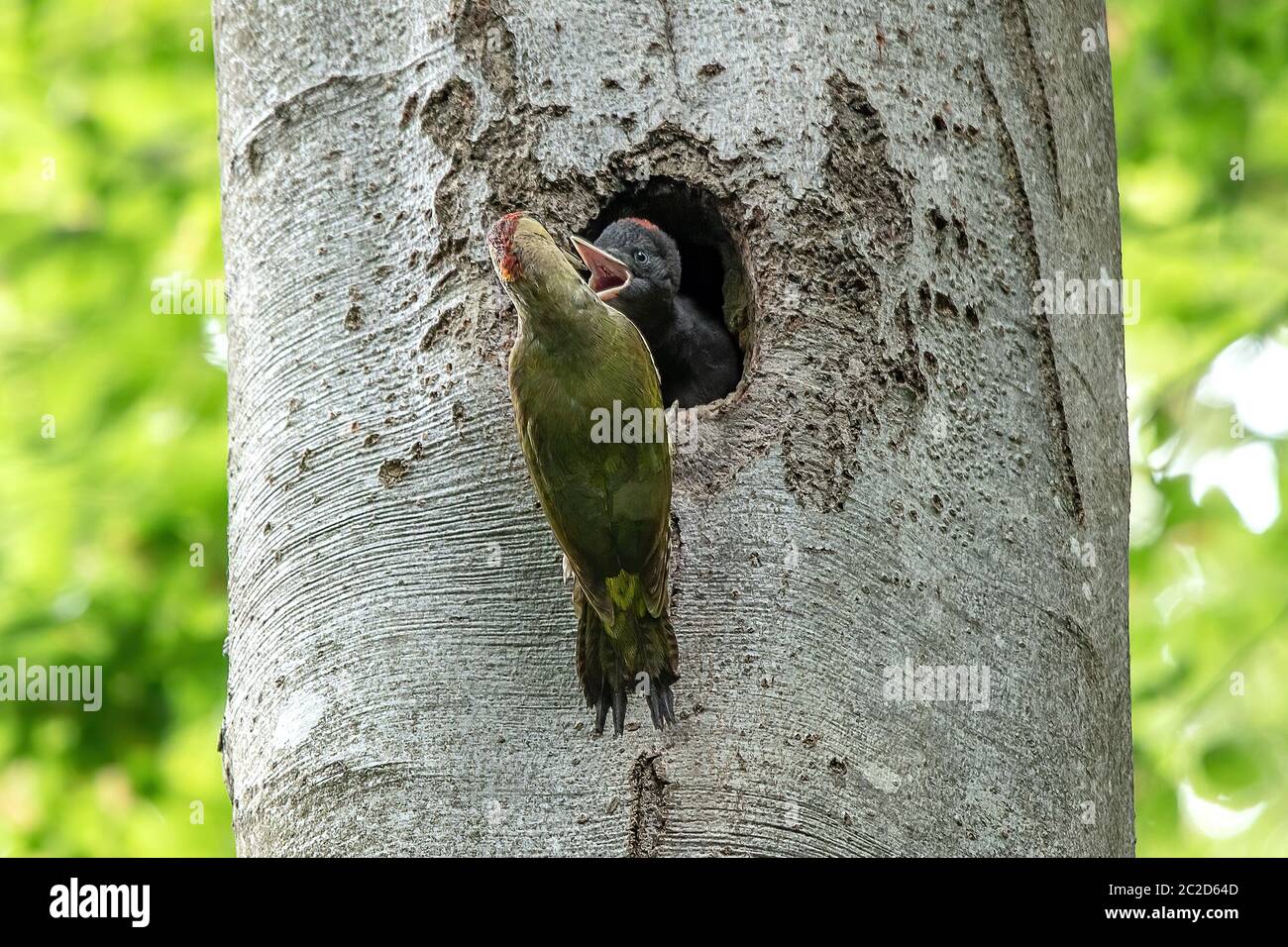 Nature, Switzerland, Bird, Dryocopus martius, black woodpecker ...