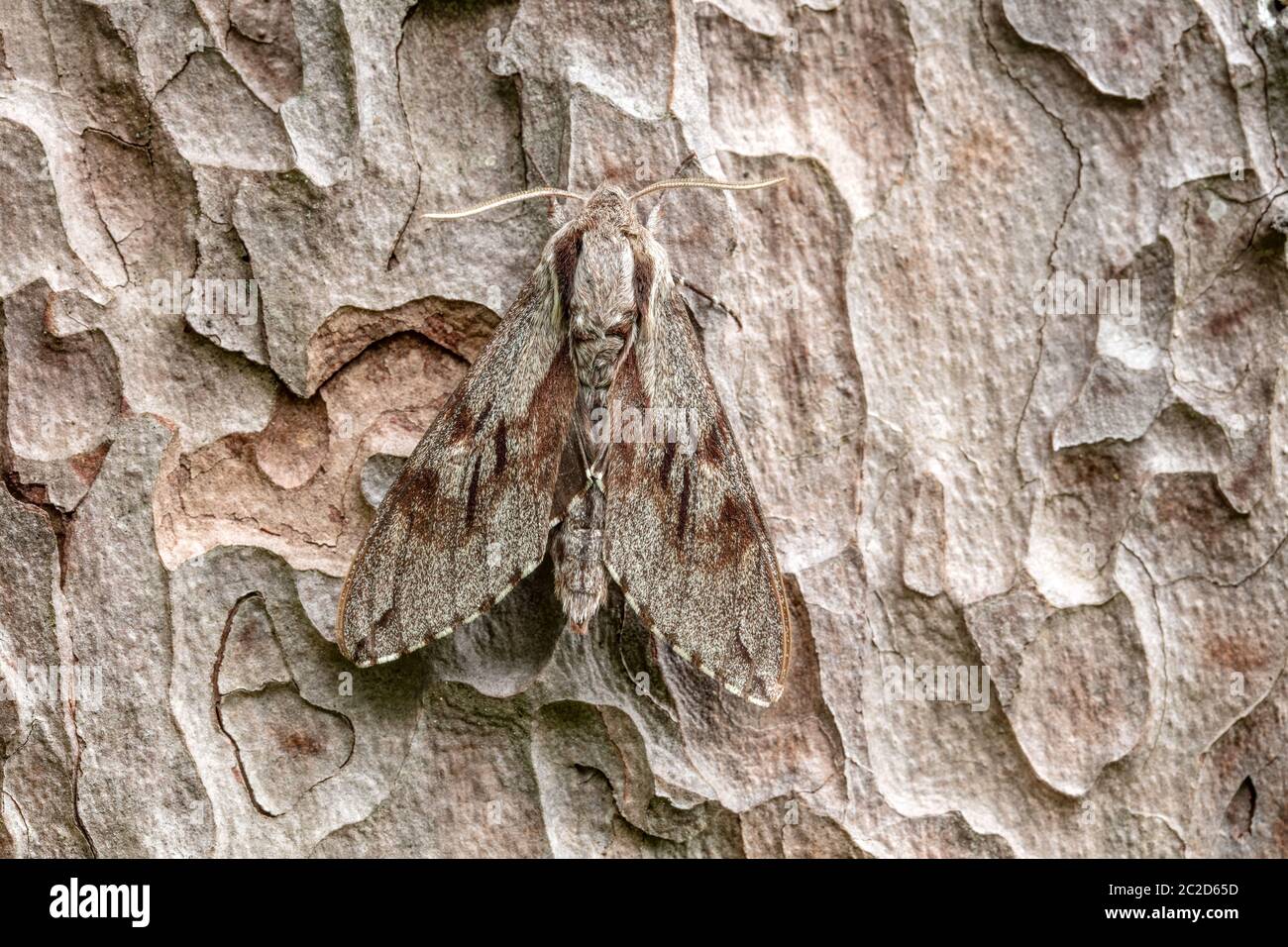 Moth camouflage hi-res stock photography and images - Alamy