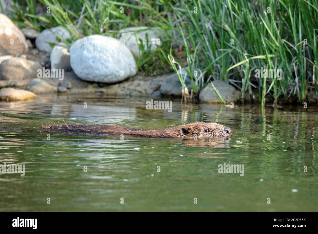 Castoridae hi-res stock photography and images - Alamy