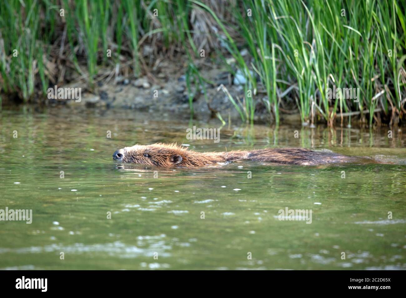 Castoridae hi-res stock photography and images - Alamy
