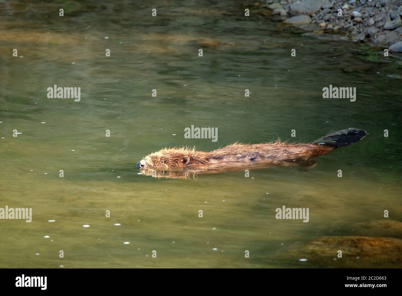 Castoridae hi-res stock photography and images - Alamy