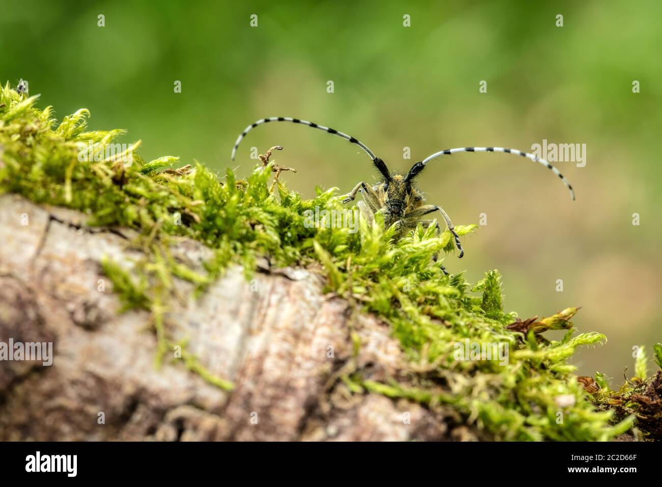 Agapanthia villosoviridescens, Insect, Nature, Switzerland, golden ...