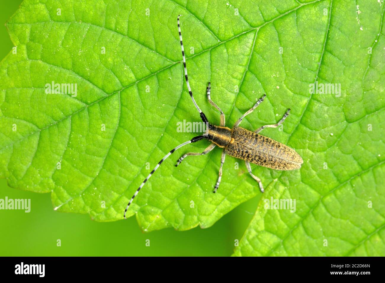 Agapanthia villosoviridescens, Insect, Nature, Switzerland, golden ...