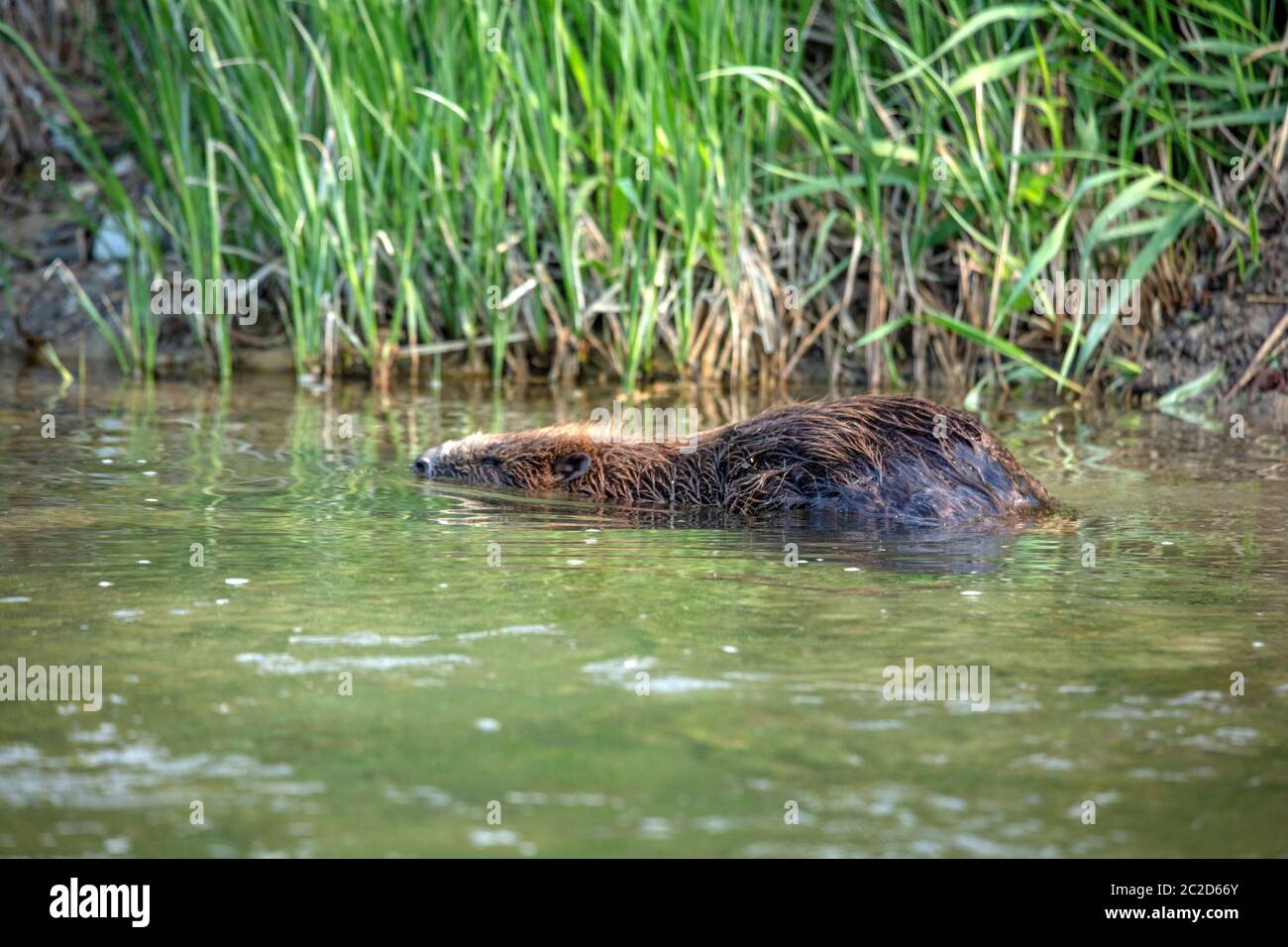 Nature, Mammal, Switzerland, Castoridae, Beaver, Eurasian beaver ...