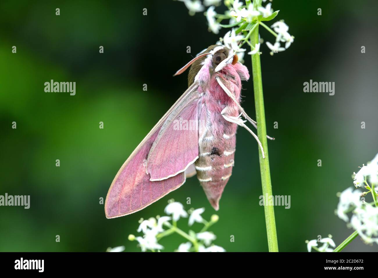 Nature, Insect, Switzerland, Moth, Hawk Moth, Hyles euphorbiae, spurge ...
