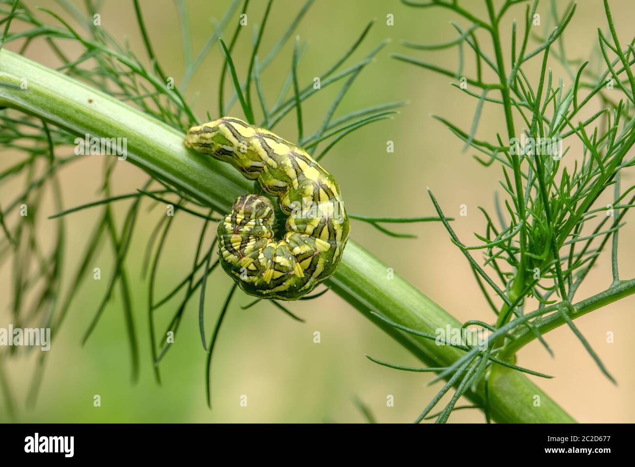 Cucullia chamomillae, Nature, Insect, Caterpillar, Moth, Butterfly ...