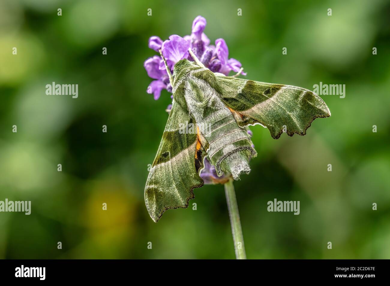 Nature, Insect, Butterfly, Moth, Hawk Moth, Proserpinus proserpina ...