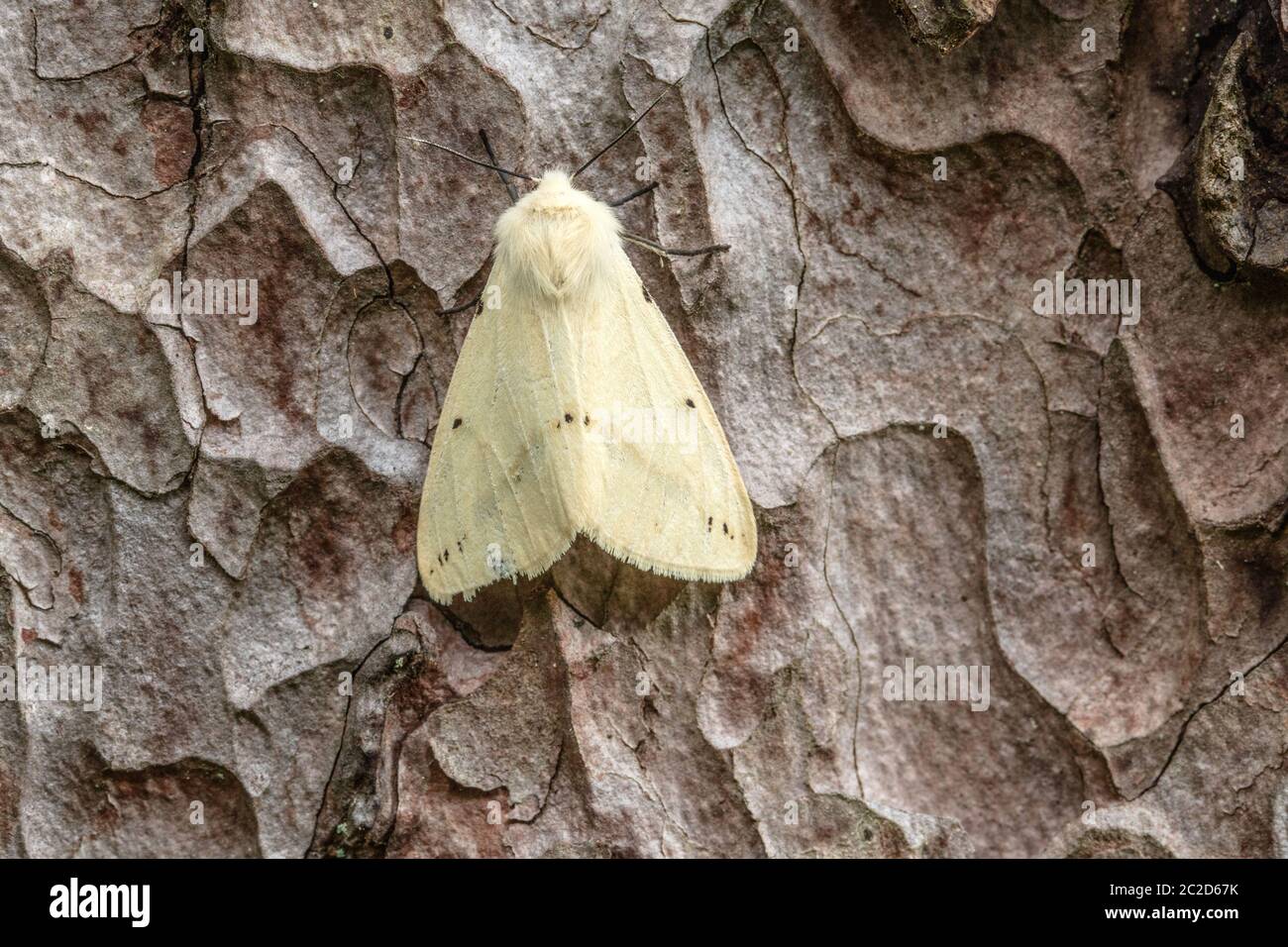 Buff ermine moth spilosoma lutea hi-res stock photography and images ...
