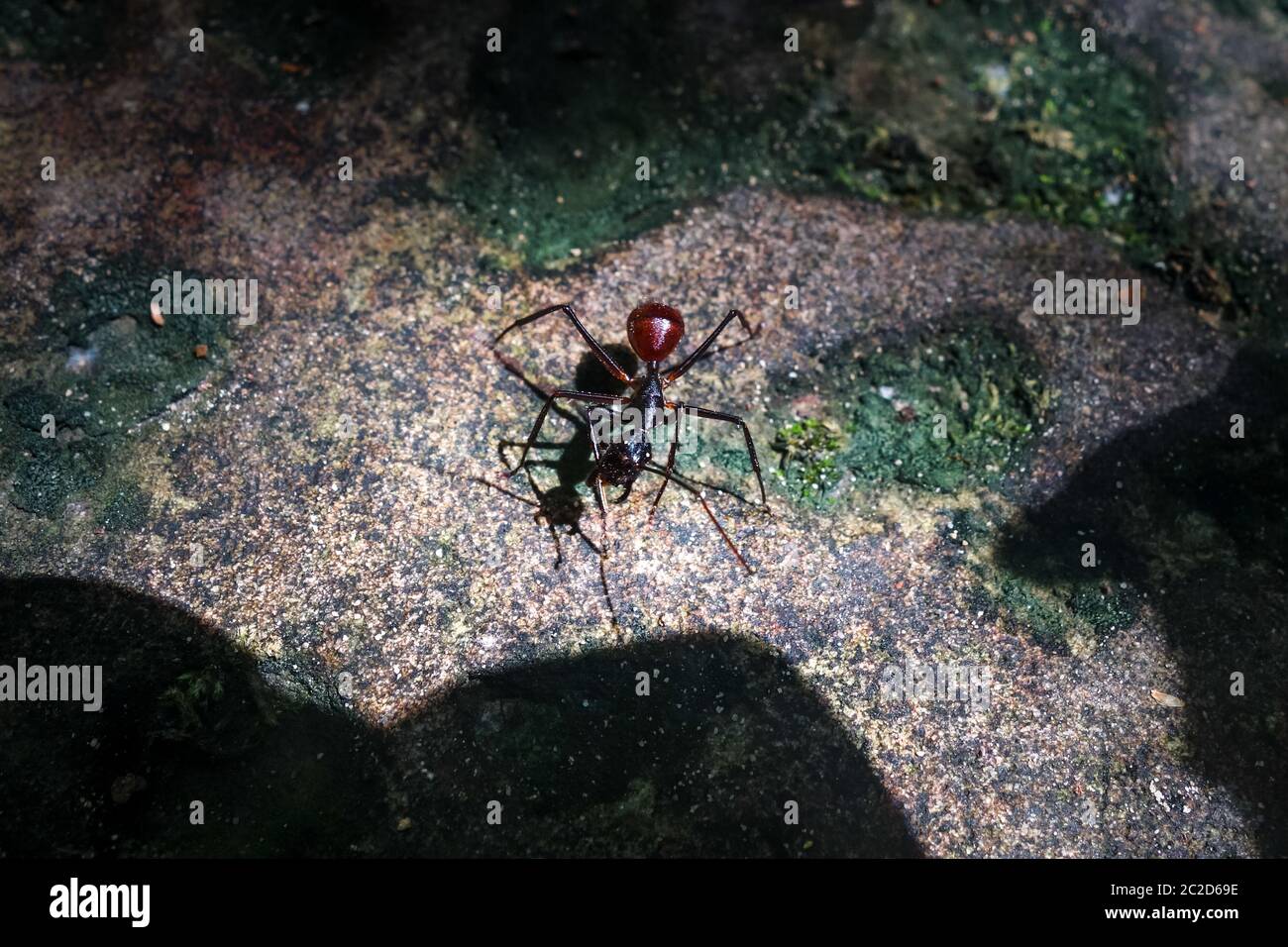 Big ant in Taman Negara national park, Malaysia Stock Photo - Alamy