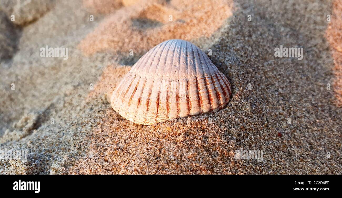 Close up shot of a white seashell on a sandy beach enlightened by sun ...