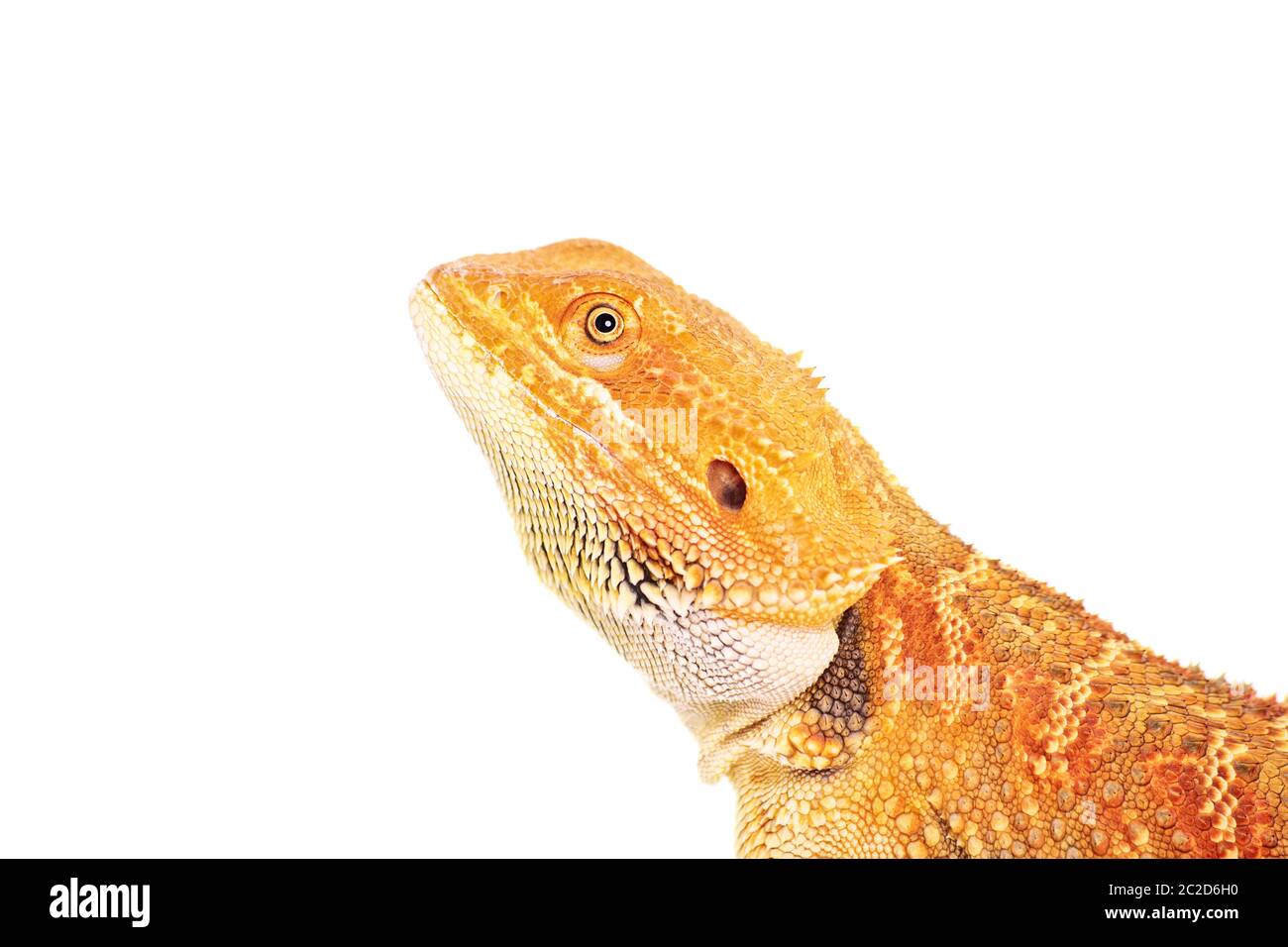 Side view of a bearded dragon, isolated on a white background Stock ...