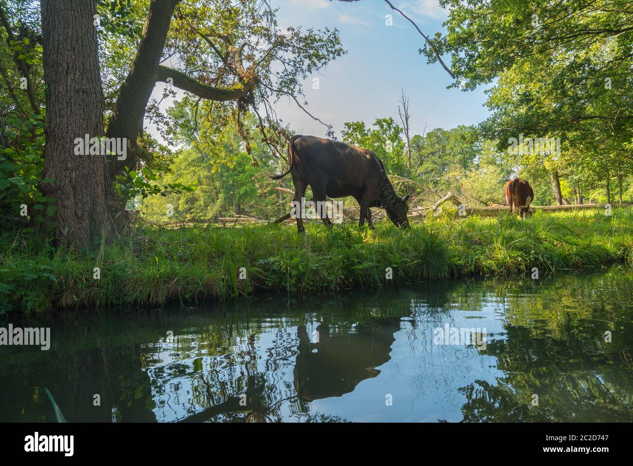 Cows standing river summer hi-res stock photography and images - Alamy