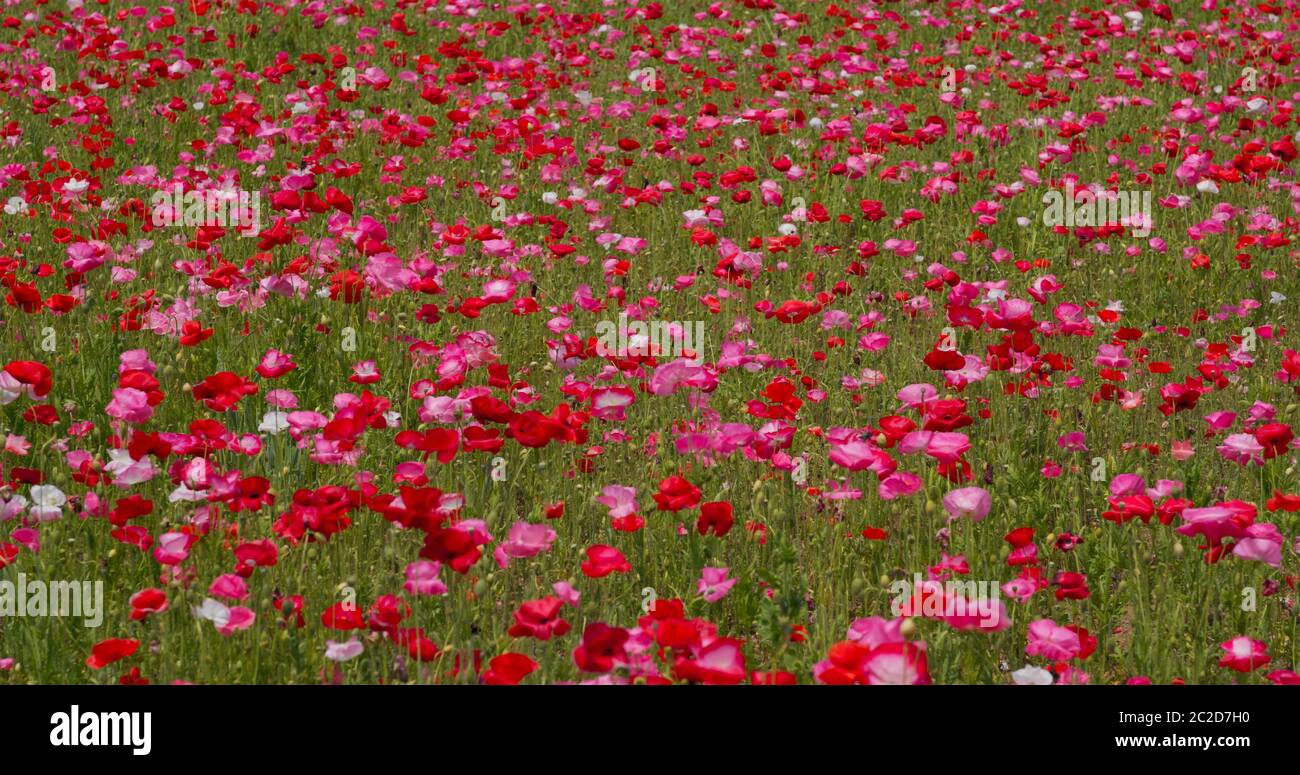Beautiful Poppy flower garden park Stock Photo - Alamy