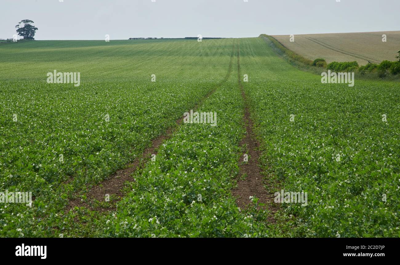 Birds eye frozen food hi-res stock photography and images - Alamy