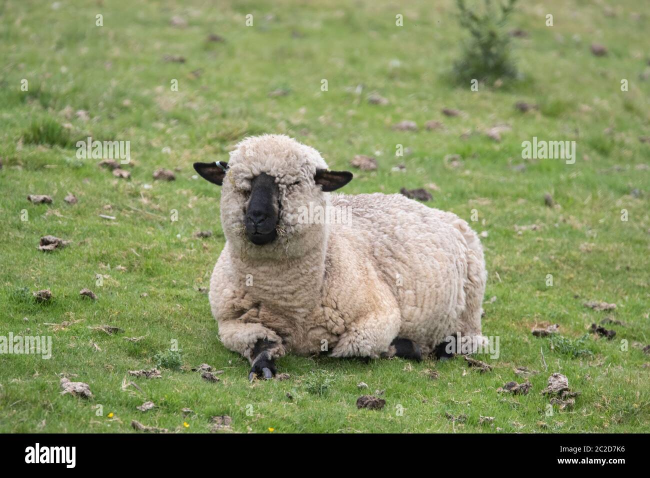 Hampshire down sheep hi-res stock photography and images - Alamy