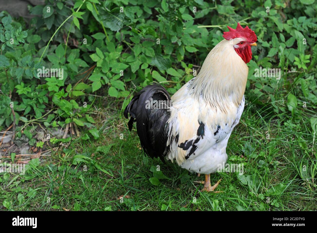 Chicken gallus gallus domesticus rooster hi-res stock photography and ...