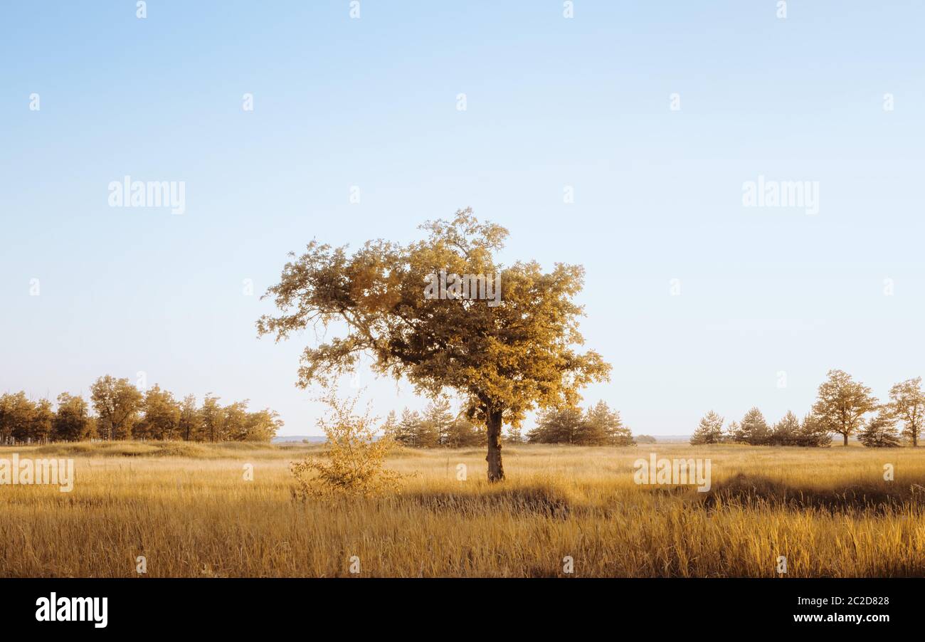 Desaturated atmospheric rural landscape - a lonely oak in a yellow ...
