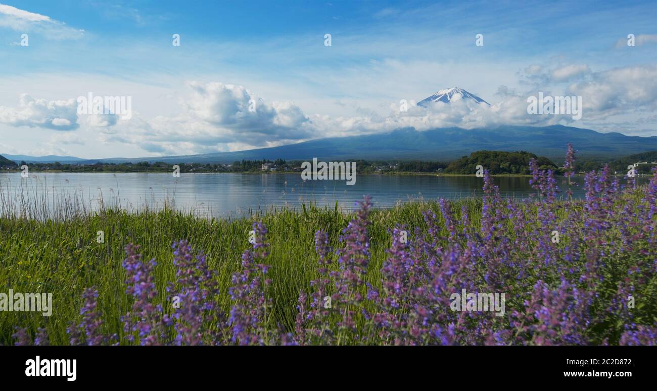 Mountain Fujisan and Lavender field in Kawaguchiko in Japan Stock Photo ...