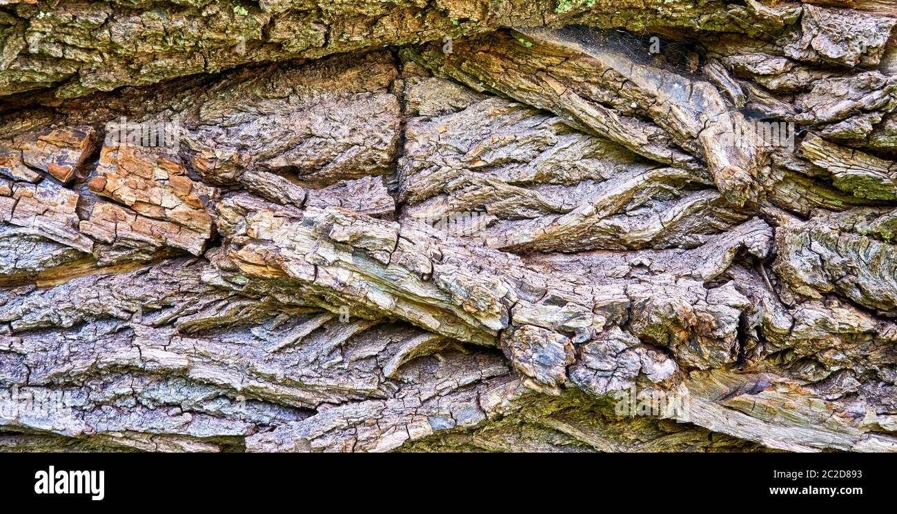 Close-up of rough texture of oak bark on a tree as a background Stock ...