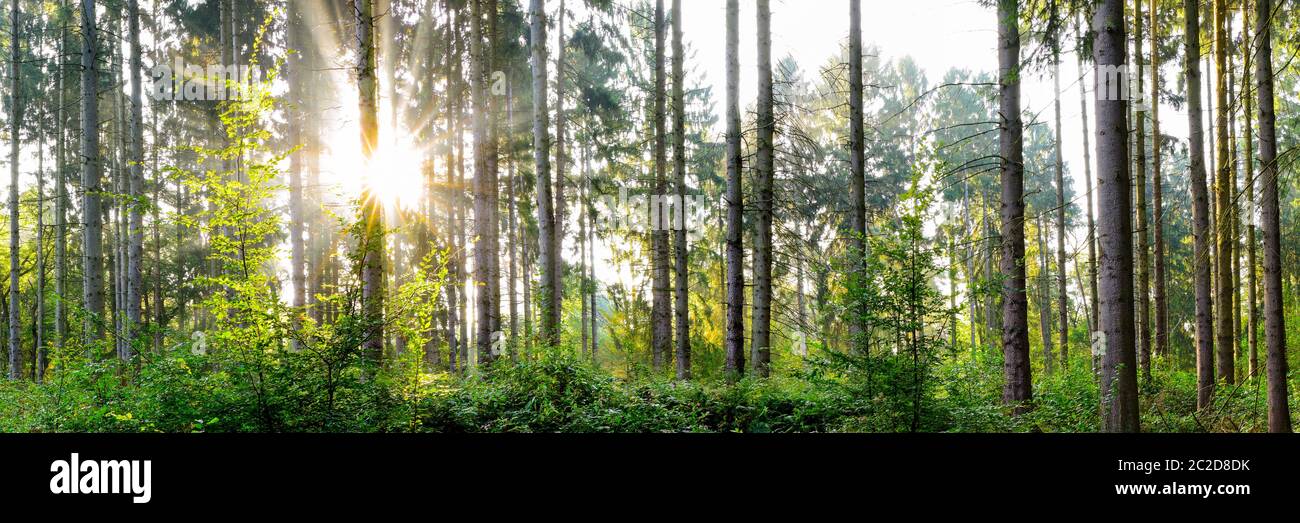 Trees in forest spring sun hi-res stock photography and images - Alamy