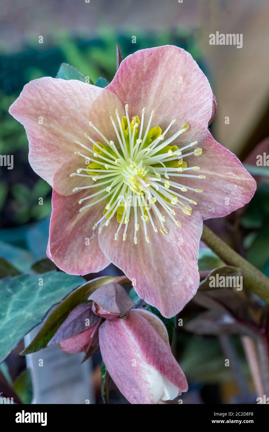 Merlin rose hi-res stock photography and images - Alamy