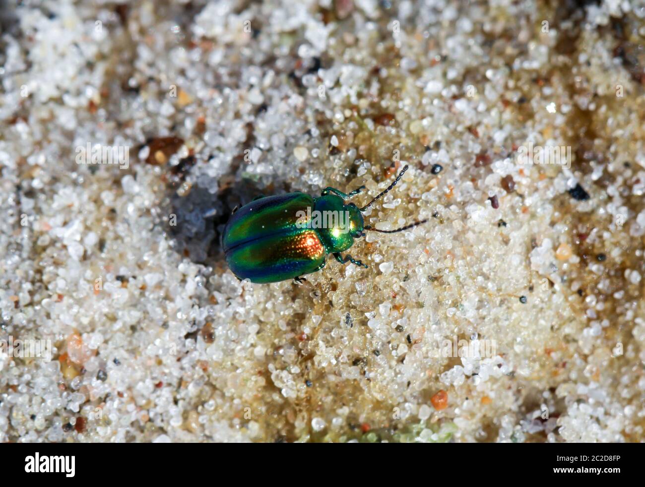 Beetles in a variety of colors and shapes are insects that enrich our ...