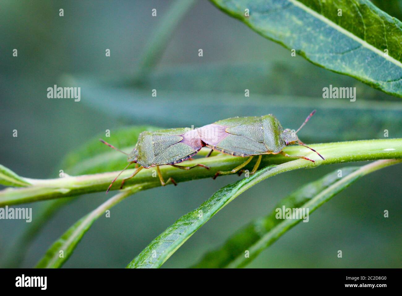Two bugs on a leaf hi-res stock photography and images - Alamy