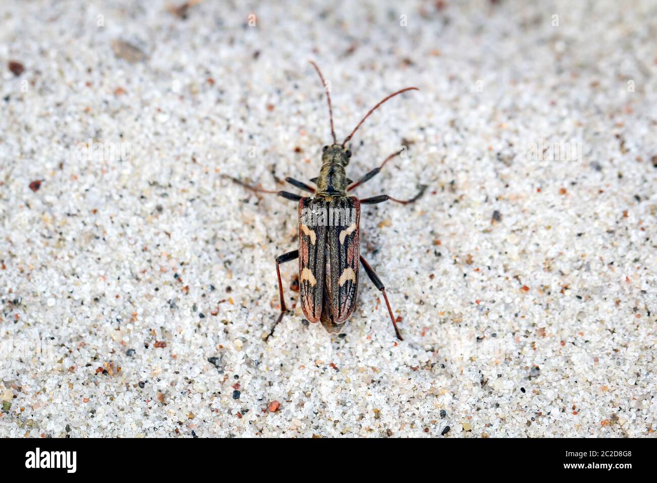 Beetles in a variety of colors and shapes are insects that enrich our ...