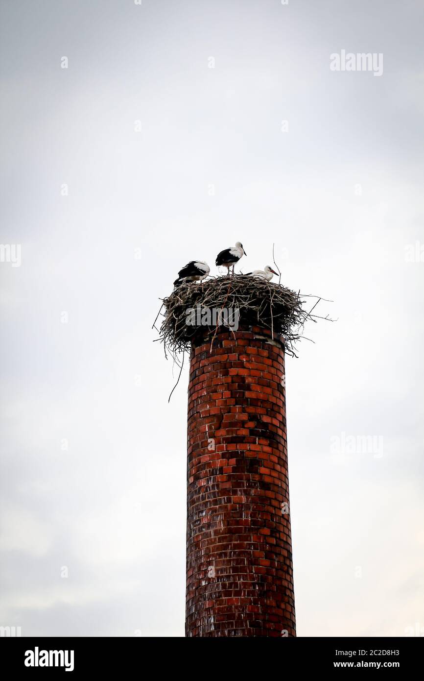 a stork couple in their nest on a chimney Stock Photo - Alamy