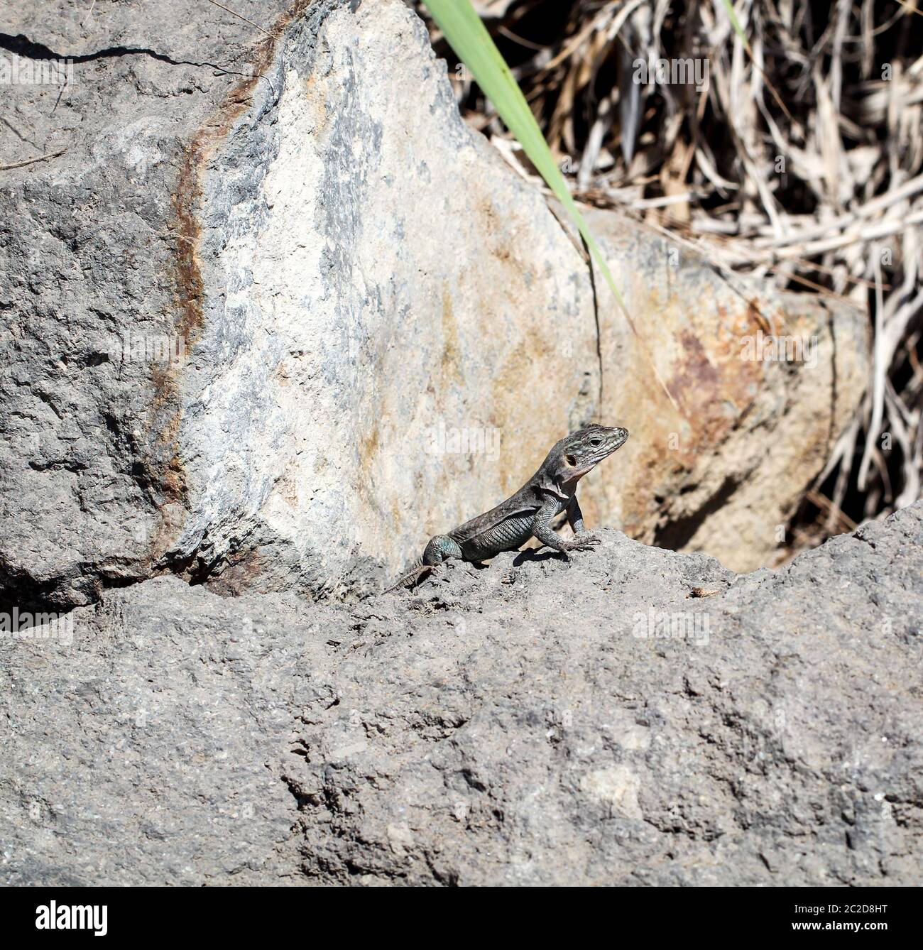 detail of a lizard in the sun on a stone Stock Photo - Alamy