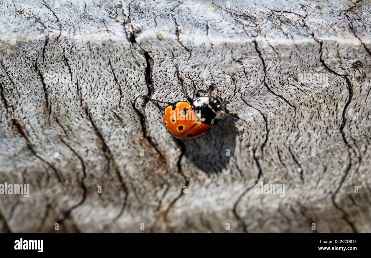 a macro photo of ladybug close-up Stock Photo - Alamy