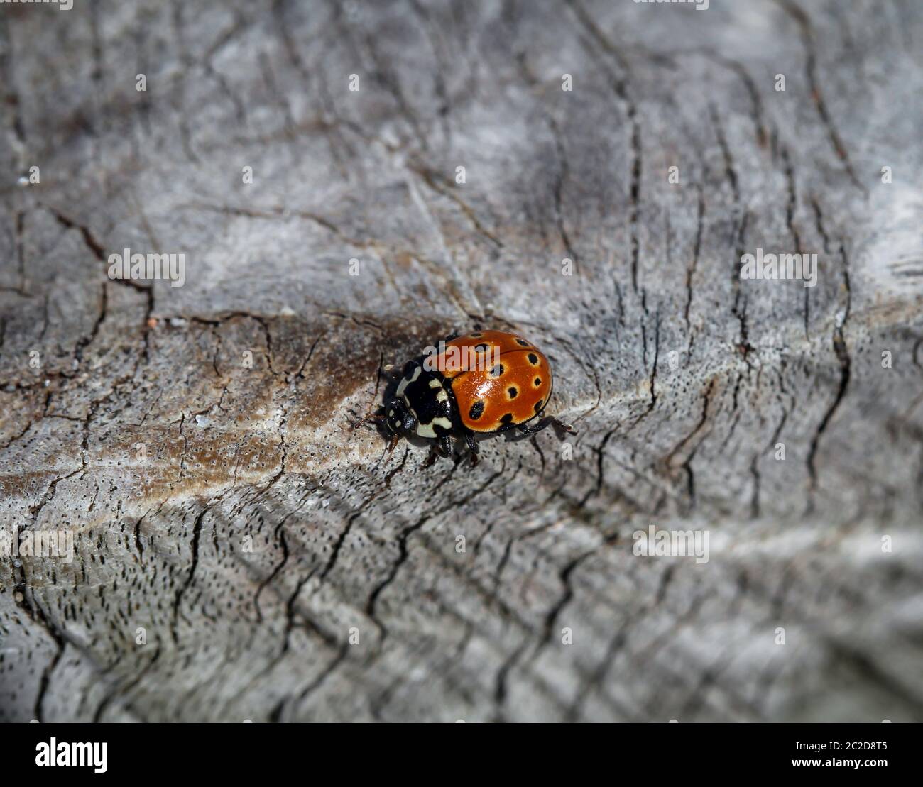 a macro photo of ladybug close-up Stock Photo - Alamy