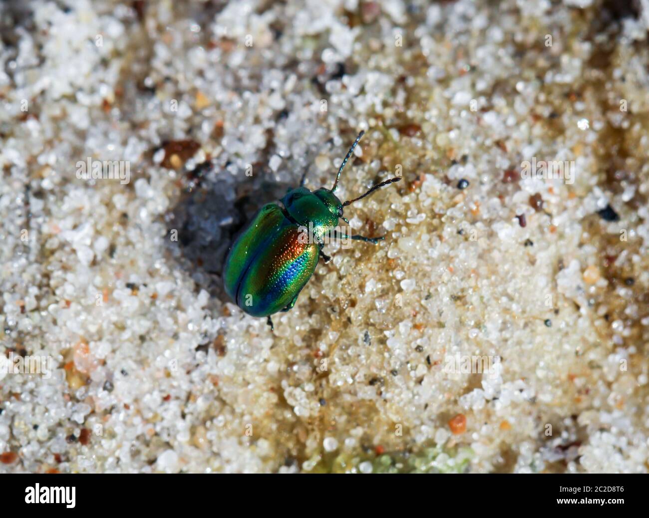 Beetles in a variety of colors and shapes are insects that enrich our ...