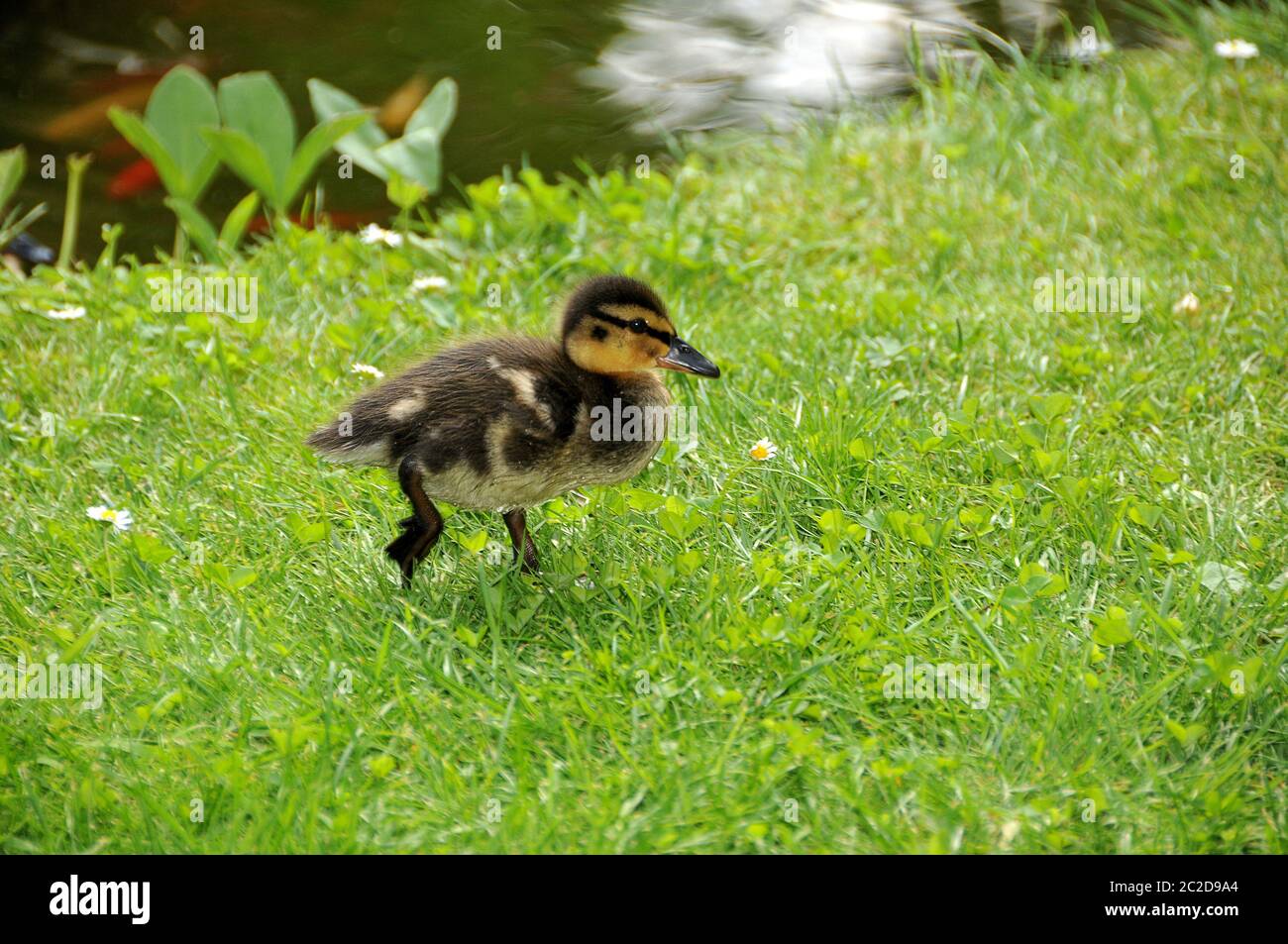 one little duck Stock Photo - Alamy
