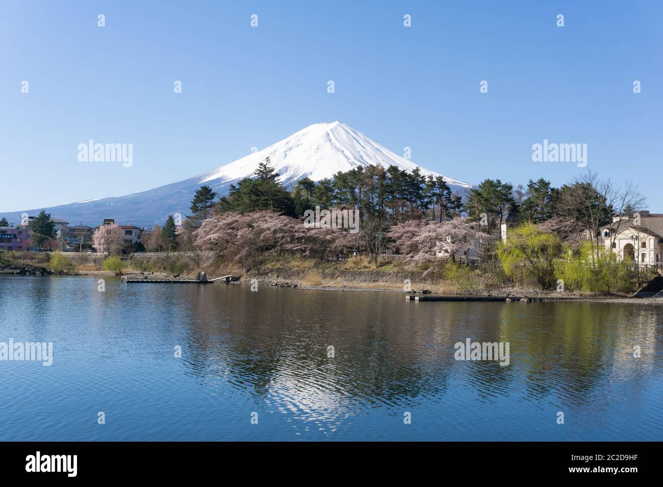 Northern Shores of Kawaguchiko where cherry trees are planted for 1.2km ...
