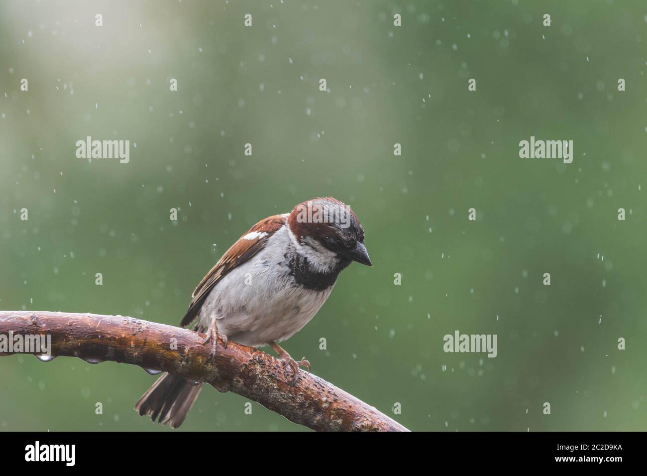 Sparrows in the rain Stock Photo - Alamy