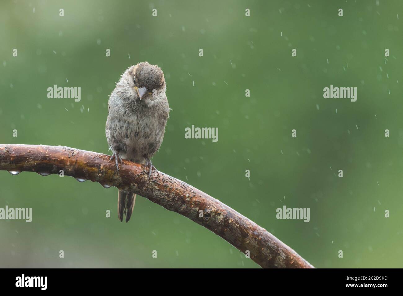 Sparrows in the rain Stock Photo - Alamy