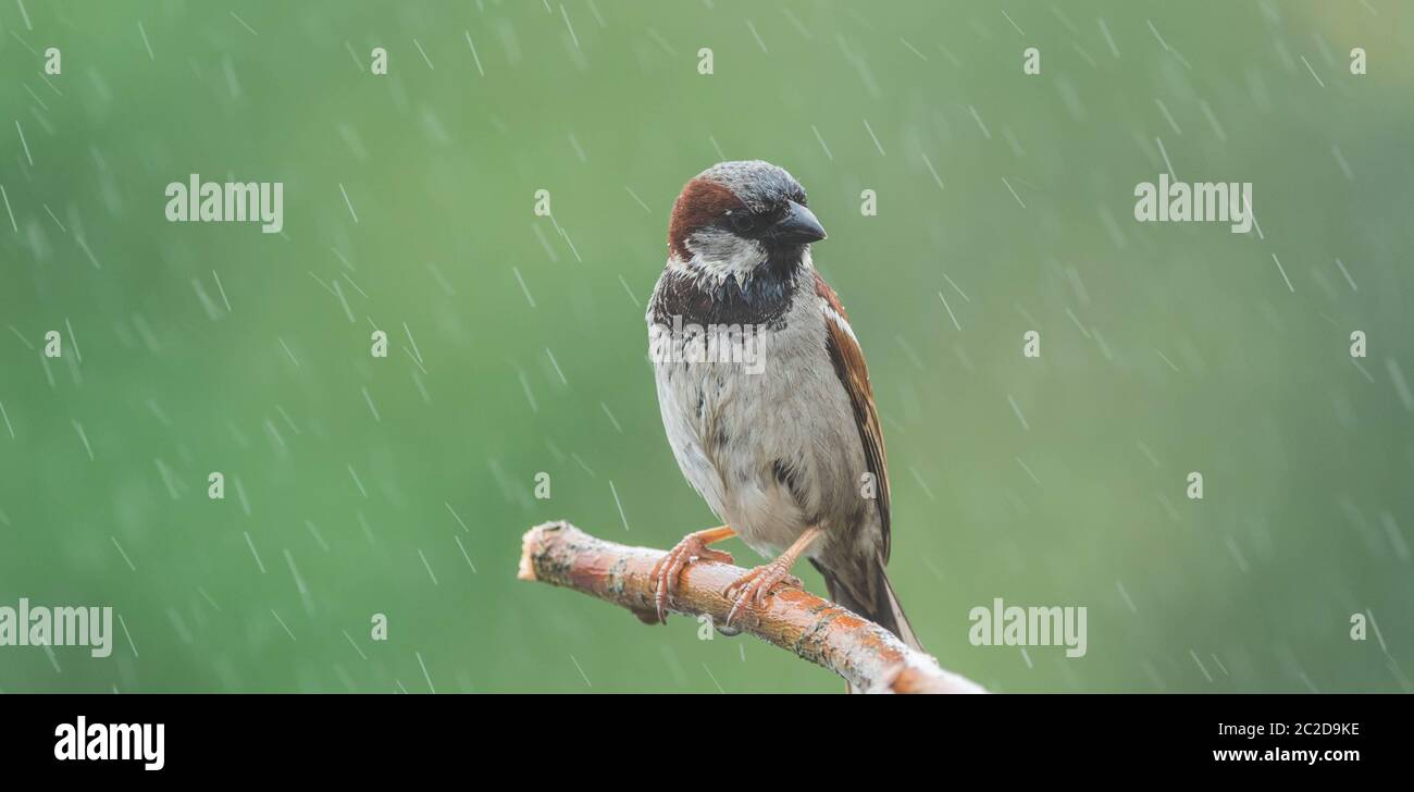 Sparrows in the rain Stock Photo - Alamy